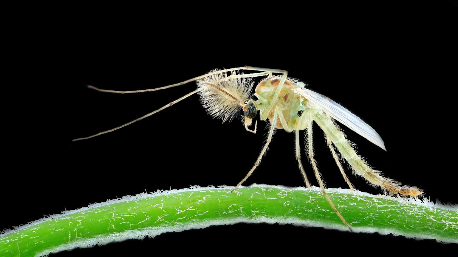 How to Get Rid of No See Ums: Fast & Effective Solutions